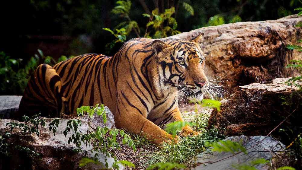 Raja Oldest Tiger: মানুষের সঙ্গে পশুর সম্পর্ক বদলে যাচ্ছে, অনেক কথা মনে ...